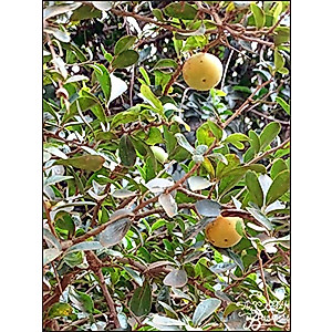 Dovyalis caffra (Kei Apple Tree) - 25 Seeds