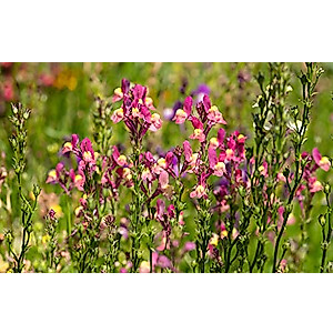 Toadflax Dwarf Fairy Mix Bouquet Flower Seeds, 5000+ Seeds Per Packet, (Isla's Garden Seeds), Non GMO & Heirloom Seeds, Botanical Name: Linaria Maroccana, Great Home Garden Gift
