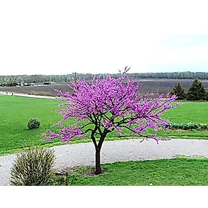 Judas Tree Bonsai European Redbud Tree of Love Flowering Cercis Siliquastrum Sakura 15 Seeds for Planting