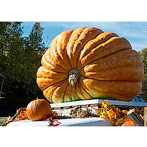 Giant Pumpkin Titan 10 Seeds for Planting Large Oversized Squash Gourd Non-GMO