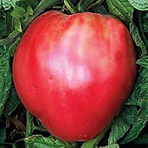 Giantissmo Oxheart Tomato Seeds (20+ Seeds) | Non GMO | Vegetable Fruit Herb Flower Seeds for Planting | Home Garden Greenhouse Pack