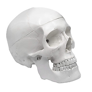 Human Anatomical Skull Model, 3 Part - Medical Quality Plastic Replica - 9" Height - Removable Calvaria - Articulated Mandible - Eisco Labs