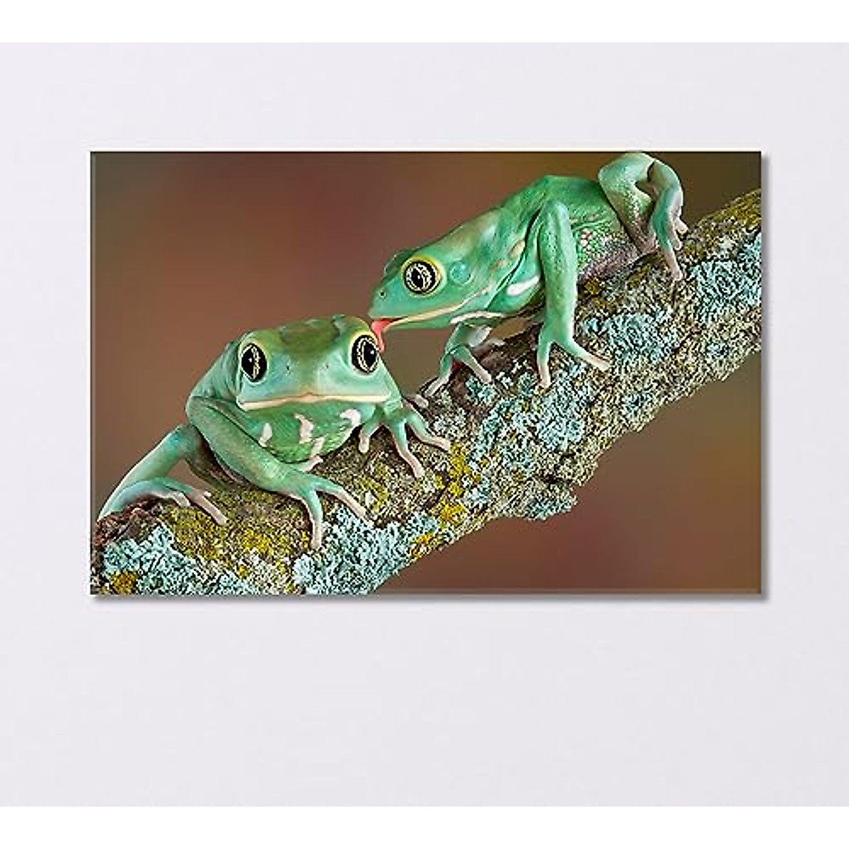 Pair of Wax Frogs Canvas Print 5 Panels / 36x24 inches