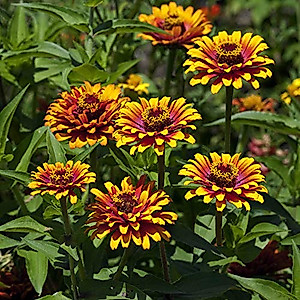 Outsidepride Zinnia Zowie Yellow Flame Heat & Drought Tolerant Garden Cut Flowers - 30 Seeds
