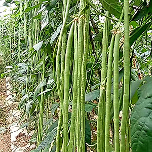 MOCCUROD 30+ Yard Long Bean Seeds Asian Vegetable Long Bean String Beans Productive USA