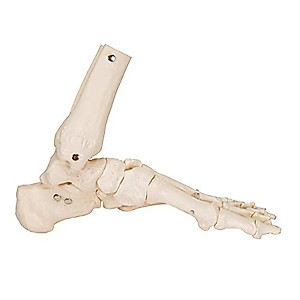 3B Scientific A31/1 Foot Skeleton-flexibly w/portions of Tibia- Fibula - 3B Smart Anatomy