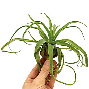 ragnaroc Live Air Plants - Tillandsia Streptophylla Jumbo – 1 count 5-9 inches – Ideal for gifts & presents, live indoor plants & live house-plants – live plants for home décor, 30 Day Guarantee