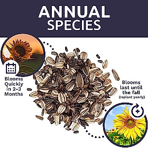 Sunflower Variety Mix 10 Types of Beautiful Sunflowers - Bulk 1 Ounce Packet - Open Pollinated Sunflower Seeds