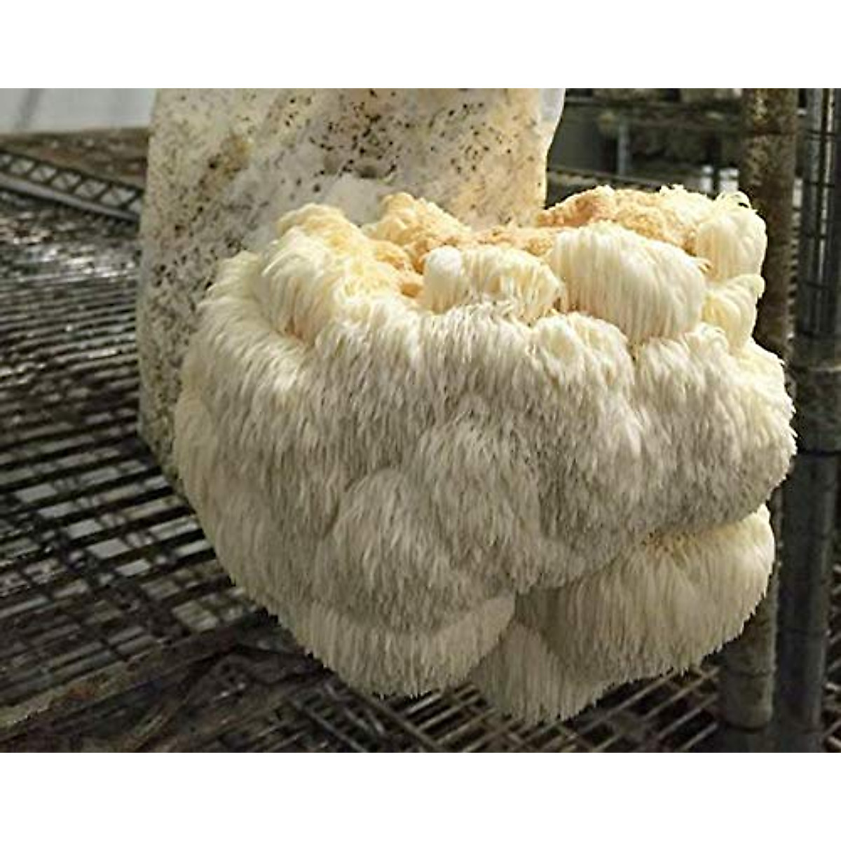Mushroom Man LLC, Lion's Mane Mushroom Kit