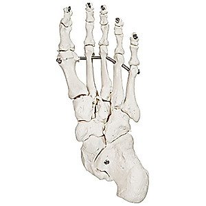 Axis Scientific Skeletal Foot | Left | Fully Articulated Flexible Foot Skeleton is Secured with Quality Wire to Demonstrate Movement | Includes Product Manual