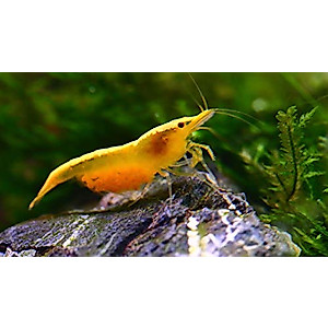 Blue Crown Aquatic 10 Ultra Gold (Neocaridina Davidi) Live Freshwater Aquarium Shrimps 1/4 to 1/2 inch
