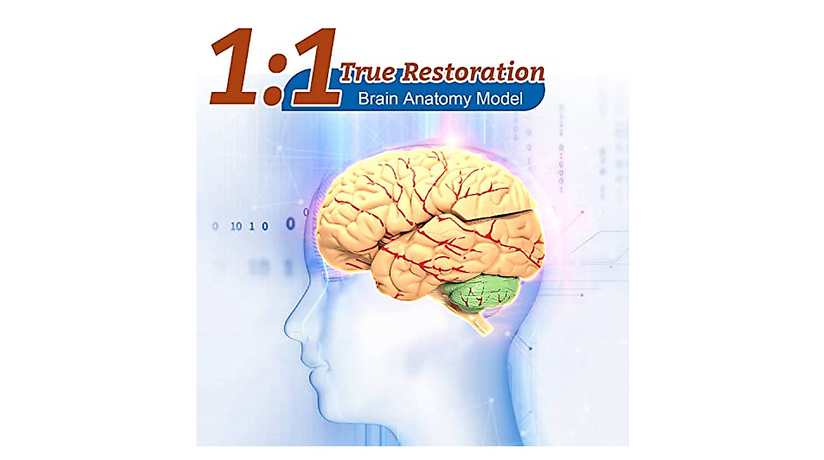 Brain Anatomy Model Life Size Human Brain Model 8-Part Neuroscience ...