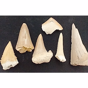 Universal Specialties Shark Teeth in Bag Genuine Fossilized Specimens Perfect for Classroom Lessons Arts and Crafts Necklaces and Play Excavation Sites Real Authentic Eocene Morocco Tooth Approx. 30
