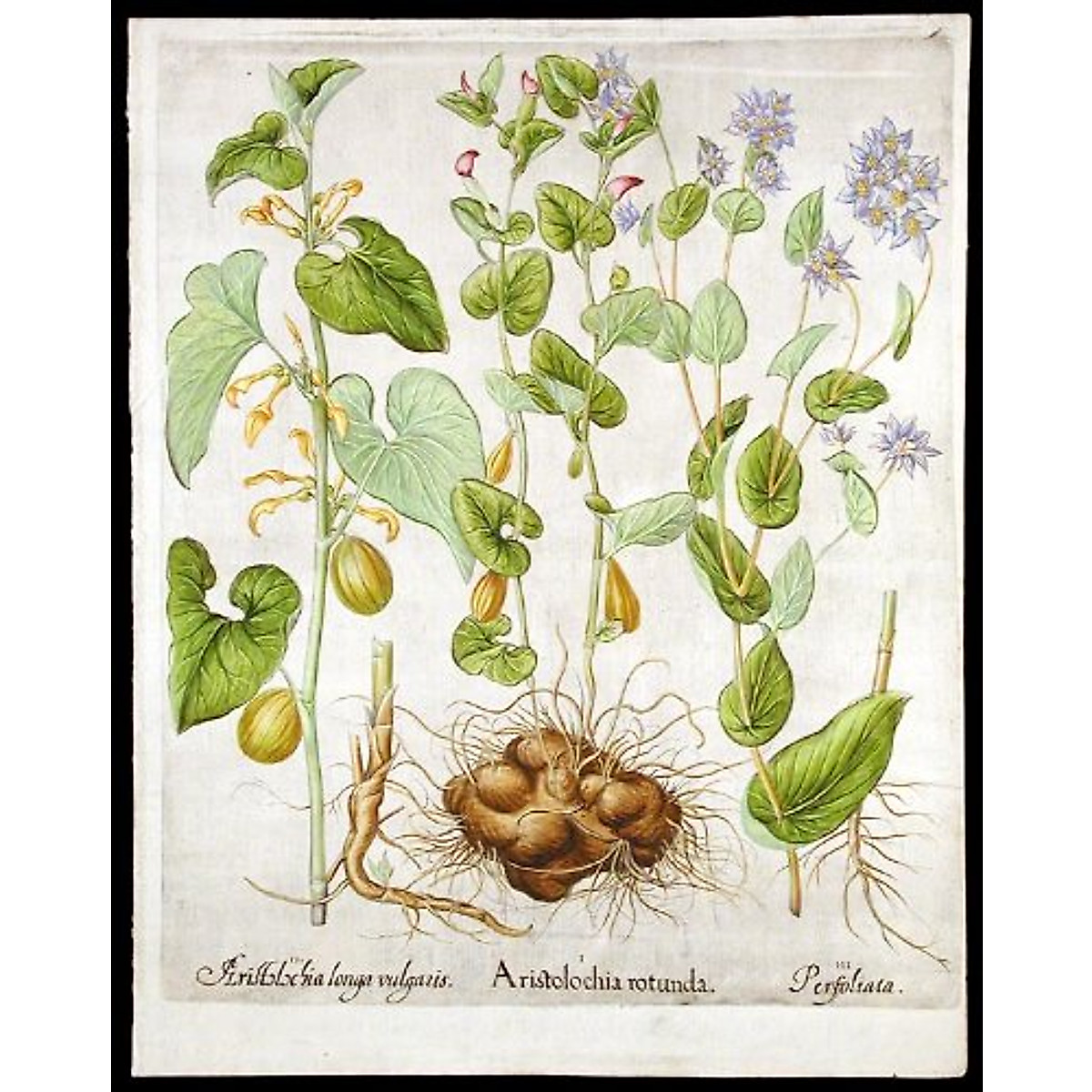 [Round-rooted birthwort] Aristolochia rotunda; [Clematis birthwort] Aristolochia longa vulgaris; [Hare's ear] Perfoliata