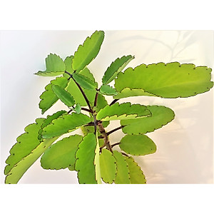 Kalanchoe pinnata Miracle Leaf ‘Magic Bells’ Live Plant