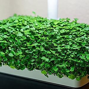 AeroGarden MicroGreens Kit for Harvest Gardens, White