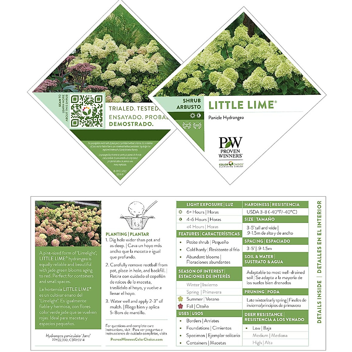 Proven Winner Little Lime Hydrangea 2 Gal, Green to Pink Blooms