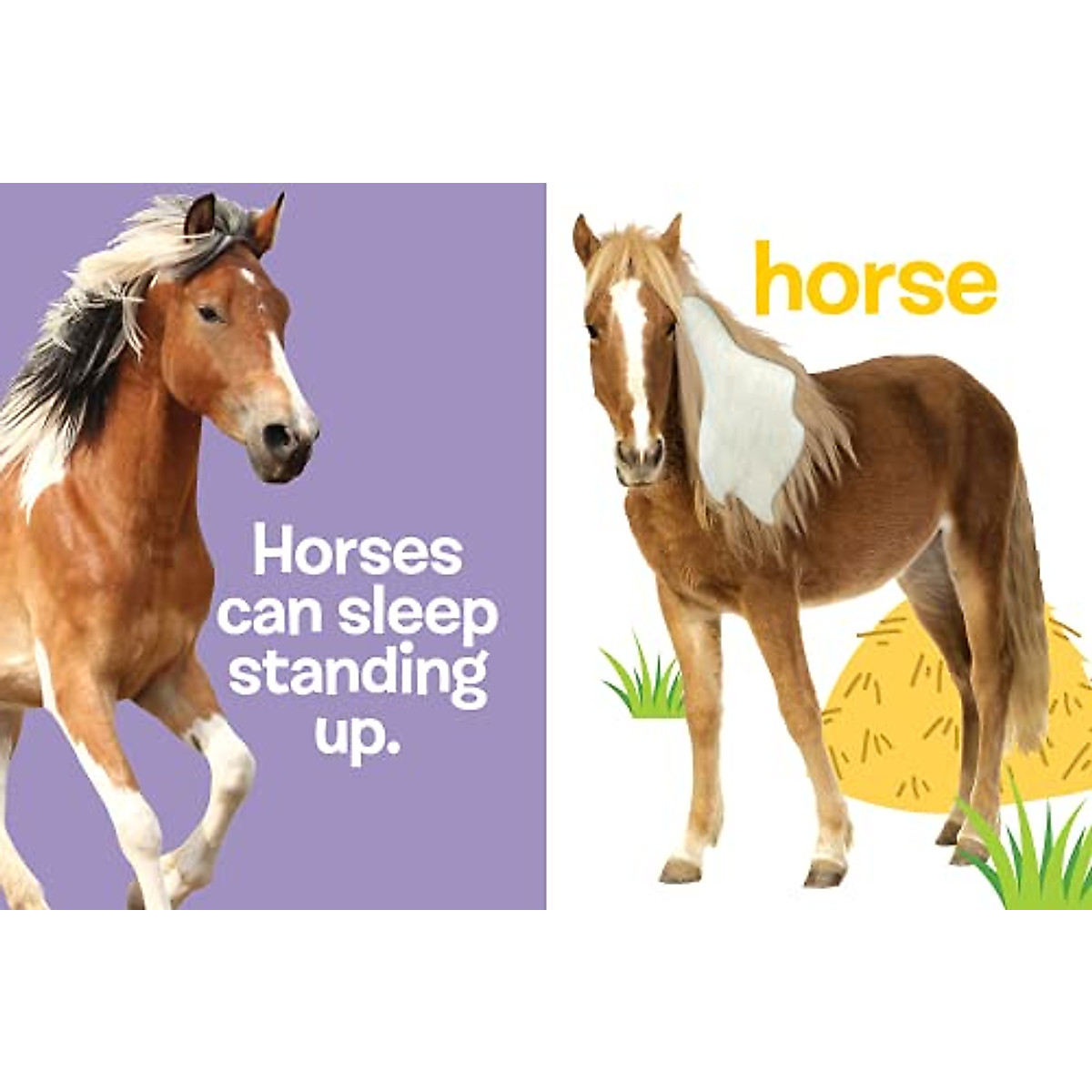 Touch and Feel Farm Animals - Novelty Book - Children's Board Book - Interactive Fun Child's Book