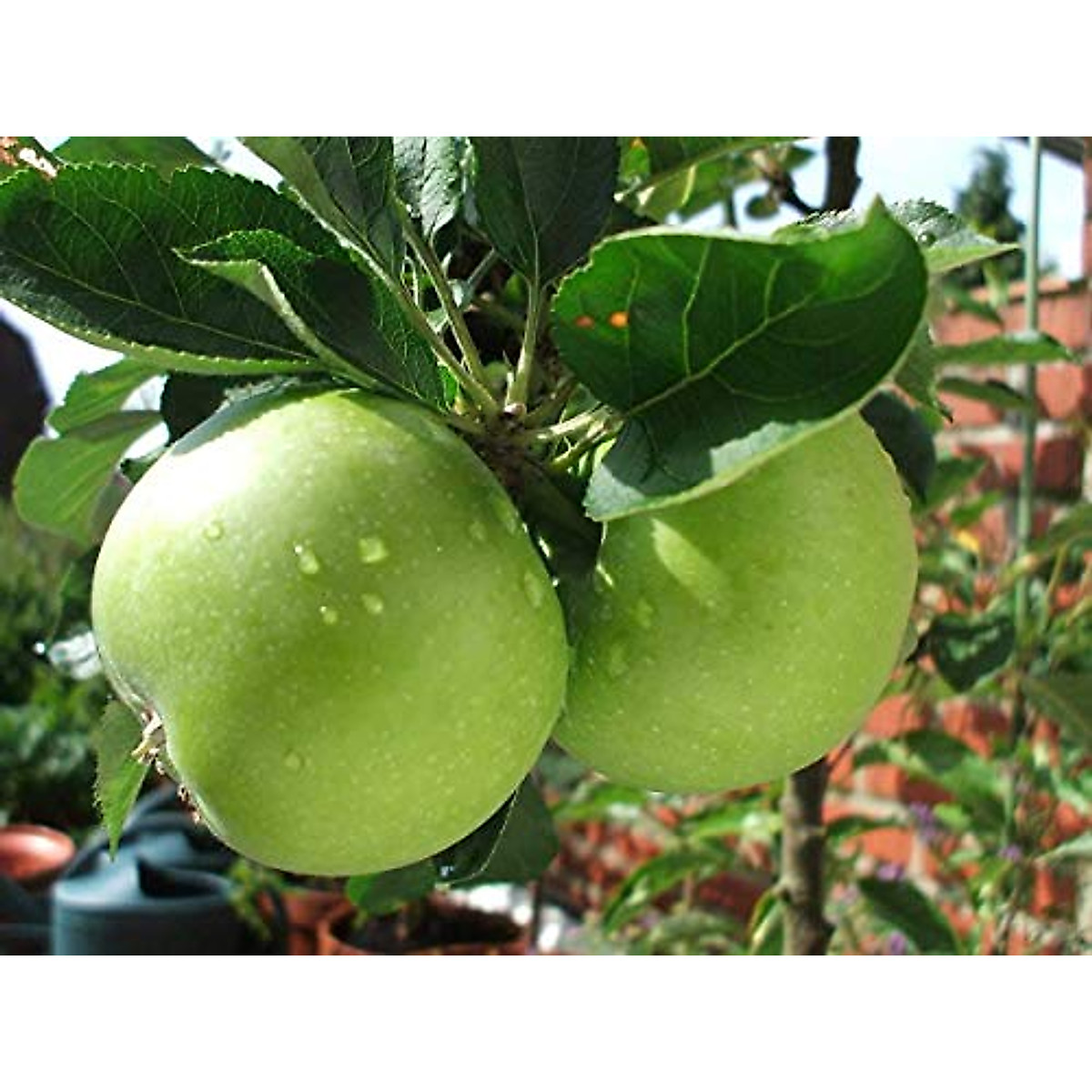 EZ Growing Plants Granny Smith Apple Tree Fruits are Medium to Large in Size Crunchy Fresh Soft and Juicy (3 Gallon Bare-Root Set of Two Plants)