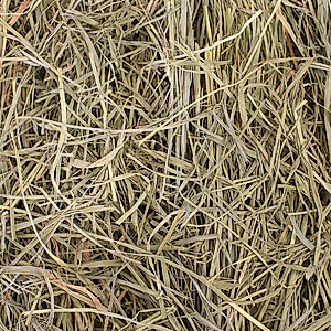 Grandpa's Best Premium Orchard Grass Hay for Rabbits, Guinea Pigs, Chinchillas, Hamsters & Gerbils, 20lb Loose Boxed