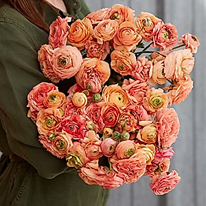 Ranunculus Bulbs - Amandine Salmon - 40 Bulbs - Pink Flower Bulbs, Corm Attracts Bees, Attracts Pollinators, Easy to Grow & Maintain, Fragrant, Container Garden