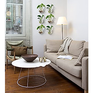 GEOLUX 6 Pack Terrarium Wall Hanging Glass Planters for Air Plants, Succulents, Herbs, Flowers Propogation Wall Hanging Planter Globes for Home Garden Office Décor Easily Mount to Wall