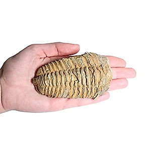 Real Trilobite Fossil Over 520 Million Years Old - Dey Designs Certificate of Authenticity