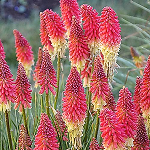 QAUZUY GARDEN 25 Seeds Dwarf Red Hot Pokers Seeds Torch Lily Flower, African Flame Flower, Devil's Poker Kniphofia Triangularis Seeds- Striking Flower for Home Garden
