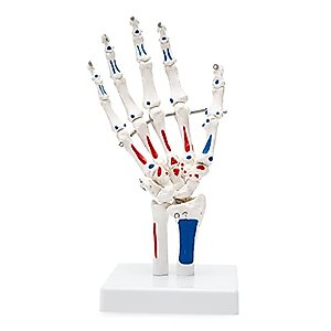 Winyousk Human Hand Model with Articulated Joints for Natural Movement, Show Muscle Start and End Points，Hand Skeleton Model Showing Ulna and Radius