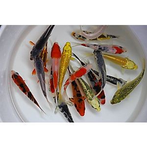 select 10 Pack of 3-4 inch Live koi Fish