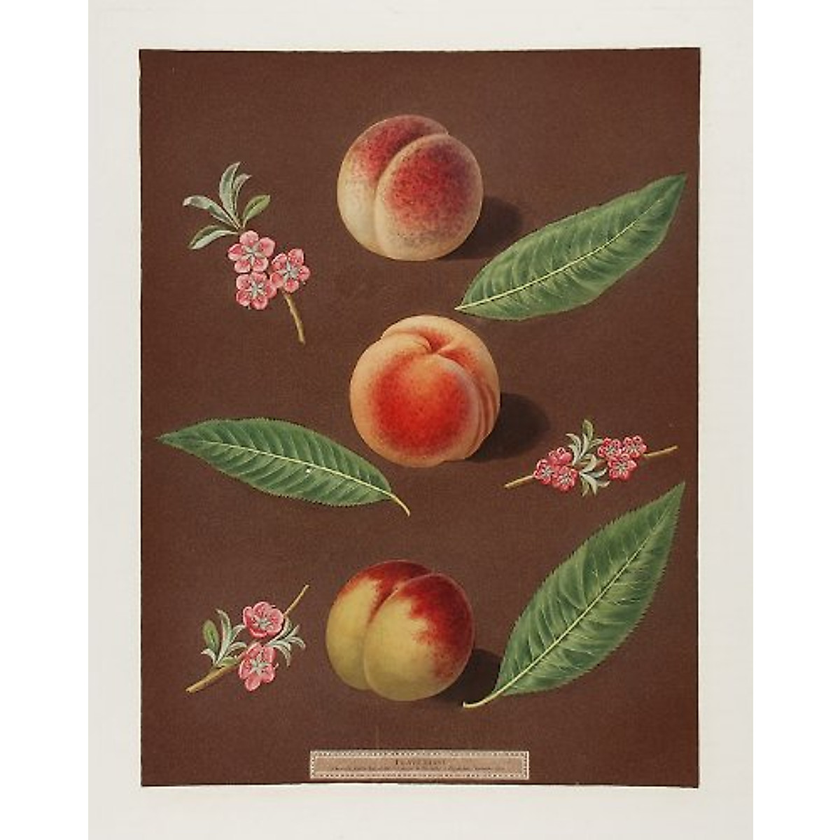 [Peach] Chancellor Peach; Catherine Peach; Old Newington Peach