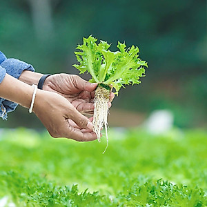 Rooting Plant Spray for Cloning - Root Starter for Plant Cloning Kit - Stimulate Root Growth for Cuttings - Indoor Plant Food and Nutrients for Plant Growth - Cloning Succulents Cuttings