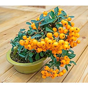 Orange Firethorn Bonsai Tree Seeds - 30 Seeds to Plant