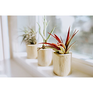 Air Plant Shop 3 Pack Purple Sea Urchins with Assorted Air Plants - Succulents - Live Tillandsia - Easy Care Indoor and Outdoor House Plants