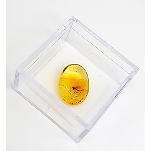 Genuine Fossil Baltic Amber with Inclusion with Magnifying Box/Beautiful Museum Grade