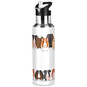 Glaphy Guinea Pigs Pattern Water Bottle with Straw Lid, BPA-Free, 20 oz Water Bottles Insulated Stainless Steel, for School, Office, Gym, Sports, Travel
