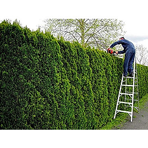 Thuja Arborvitae Green Giant - 12 Live Quart Size Plants - Evergreen Privacy Trees