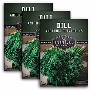 Survival Garden Seeds - Dill Seed for Planting - Packet with Instructions to Plant and Grow Popular Pickling Herbs in Your Home Vegetable and Herb Garden - Non-GMO Heirloom Variety - 3 Pack