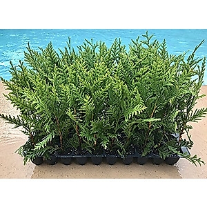 Thuja Arborvitae Green Giant Qty 30 Live Trees Evergreen Privacy