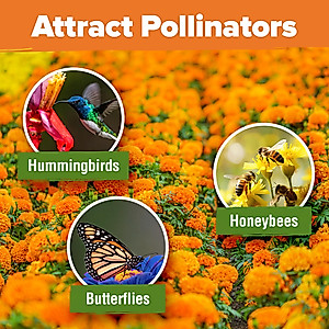 HOME GROWN Crackerjack Marigold Seeds | 4.25oz / 35,000 Flower Seeds Planting Outdoor | Large Bulk Pack | Non-GMO, High Germination, USA Sourced Wildflower Seeds | Companion Planting