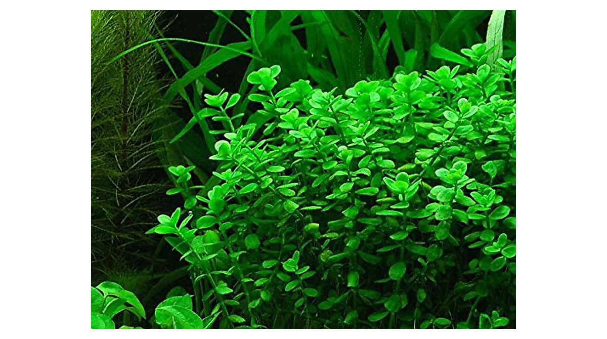 Potted Moneywort - Simple Live Plant for Aquariums