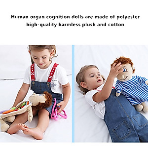 Organ Toy for Kids, Human Body Anatomy Awareness Teaching Tools, Preschool Educational Organ Plush Toys, Science Learning Kits for Home School Teaching Aids (Organ Toys)