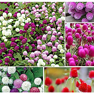 100+ Mix Globe Amaranth Gomfrena Pompom Flower Annual Outdoor Beautiful Garden
