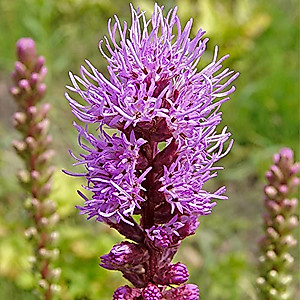 QAUZUY GARDEN 500 Seeds Blazing Star Seeds Purple Dense Blazing Star Gay Feather Liatris Spicata Flower Seeds- Beautiful Hardy Flowers - Attract Pollinators& Low Maintain