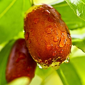 Lang Jujube Tree for Planting Garden, 3 to 4 Ft Tall Fruit Tree