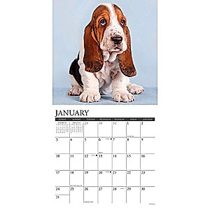 Just Basset Hound Puppies 2021 Wall Calendar (Dog Breed Calendar)