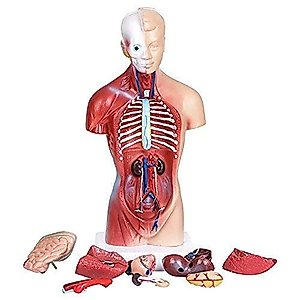 Human Torso Body Model Anatomy Anatomical Medical Internal Organs for Teaching Detachable Educational Medical Science Model New