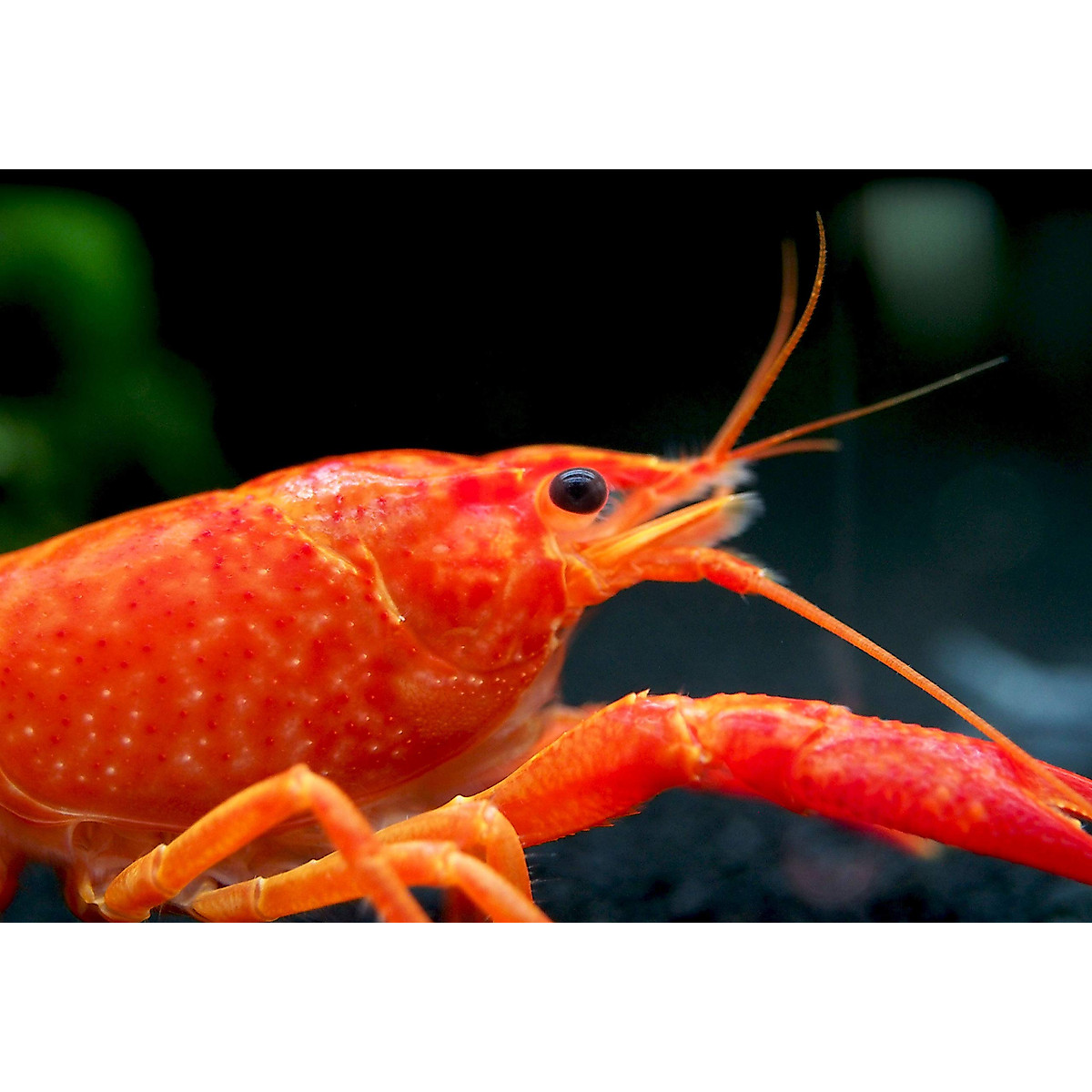 Aquatic Arts 1 Male Neon Red Crayfish | Live Freshwater Aquarium Lobster / Crawfish / Crawdad / Real Living Fish Tank Pet