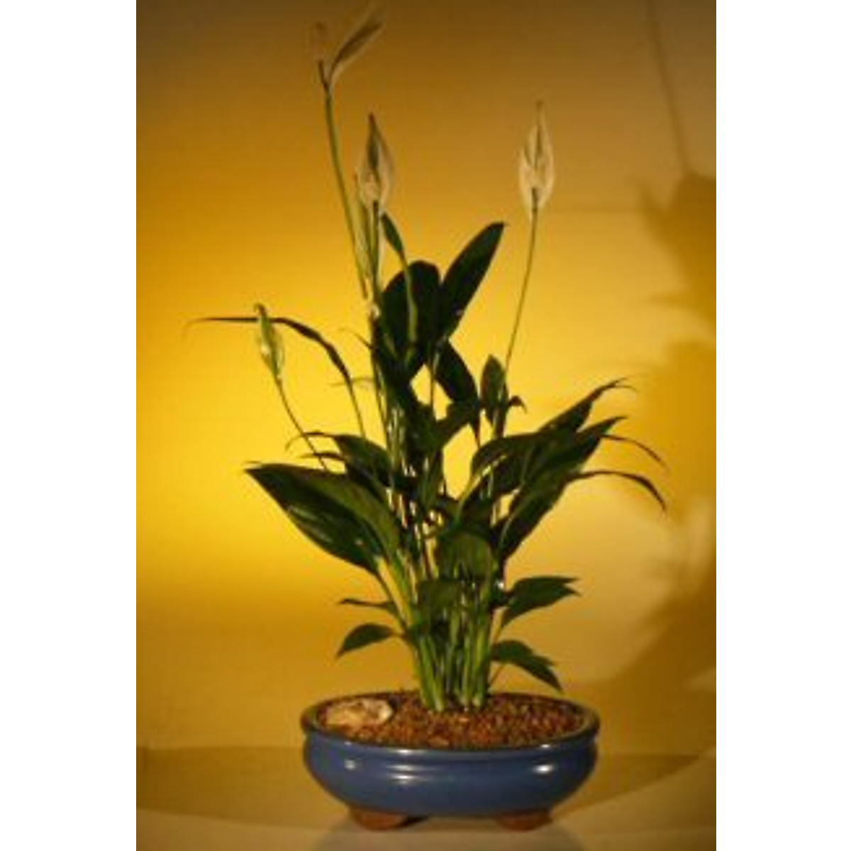 Bonsai Boy's Flowering Peace Lily Bonsai Tree spathiphyllum