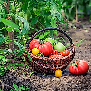 Augason Farms 5-14000 Vegetable Garden Seeds 13 Variety 1 lb No. 10 Can